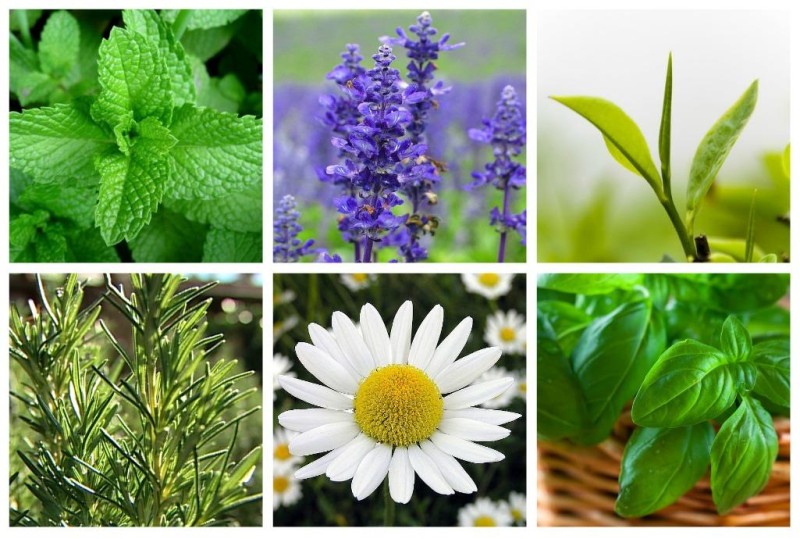 Belleza: Descubre Qué Hierbas Naturales son Buenas Para tu Piel